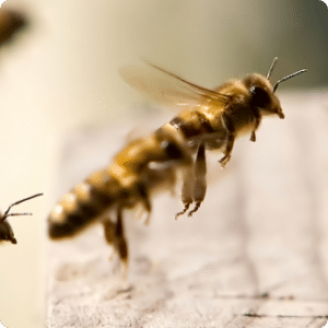 Pest Identification - Ampest