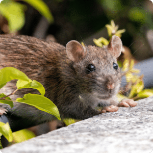 Pest Identification - Ampest